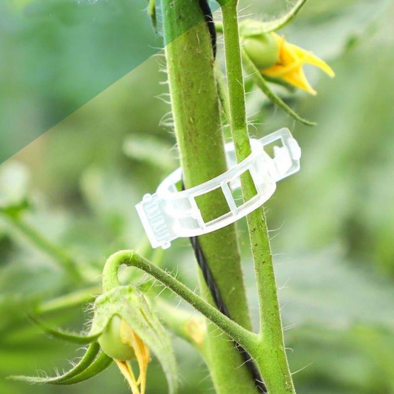 Plant melon at prutas halaman kamatis clip vine fixed clip | Shopee ...