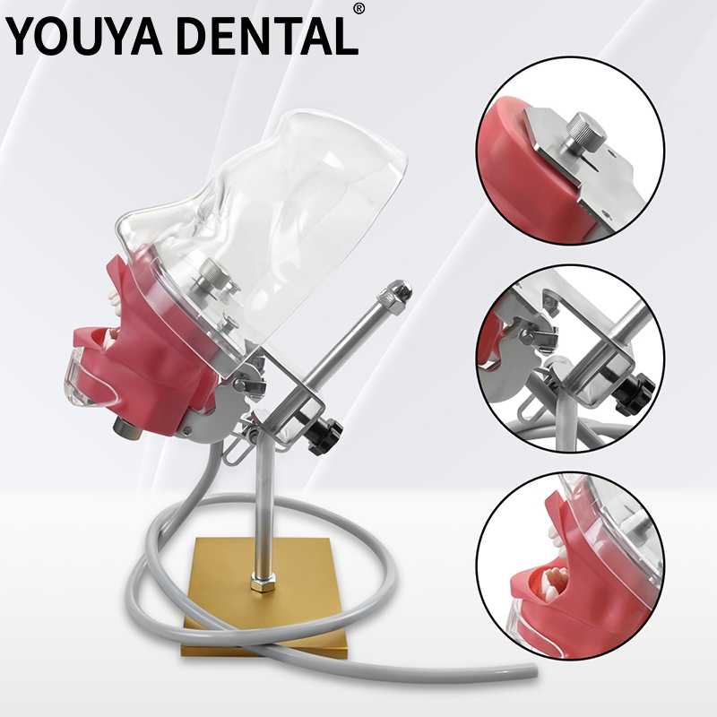 28/32 Teeth Simple Head Model Dental Simulator Phantom Manikin With ...