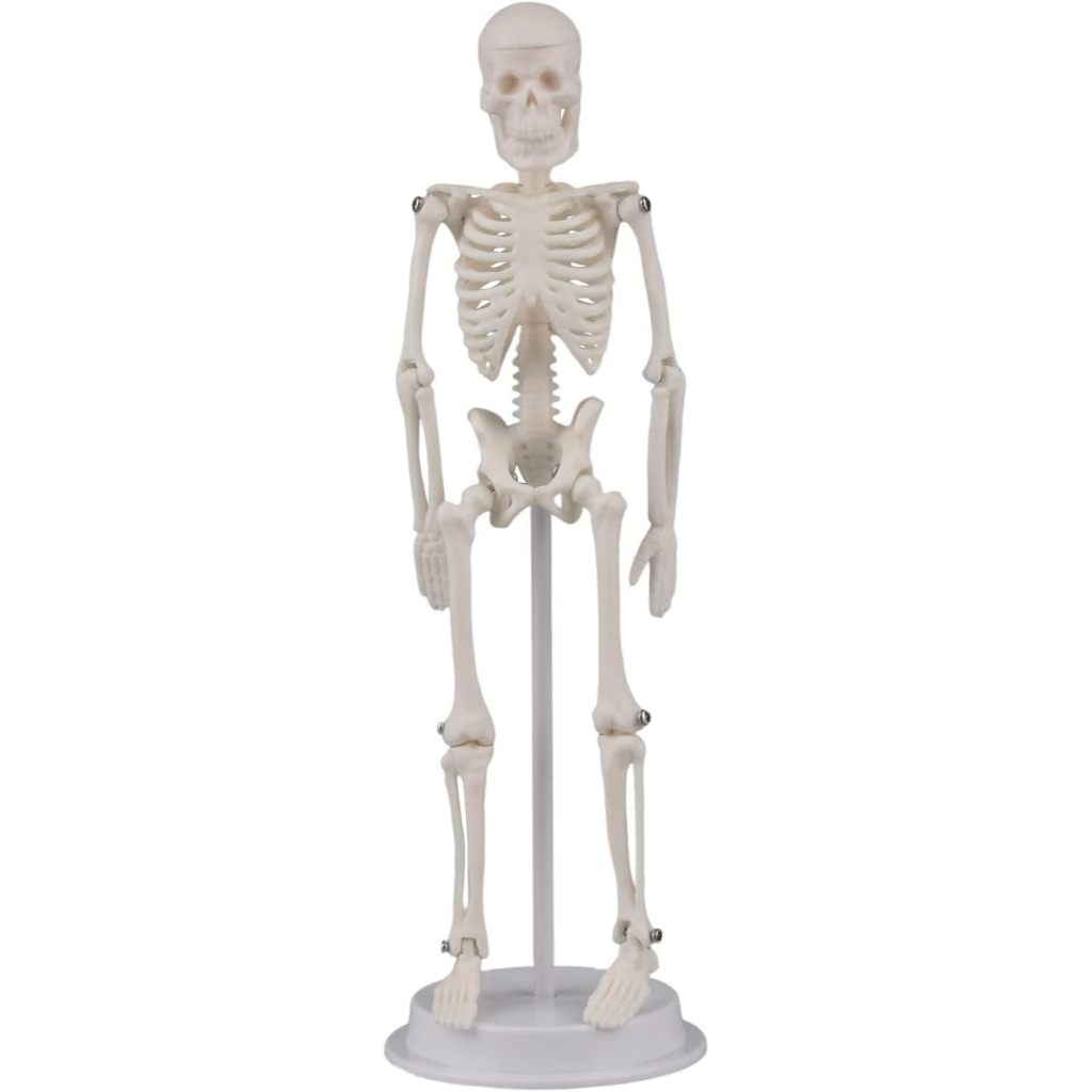 Mini Human Skeleton Model, Portable 20cm Skeleton Bone Model with ...