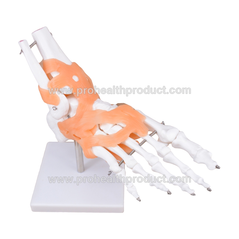 Human Foot Joint Model with Ligaments, 1:1 Scientific Life Size with ...
