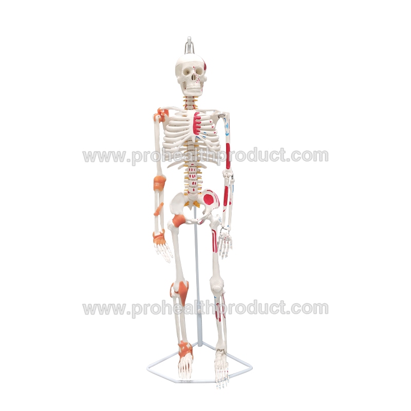 Human Skeleton Model, 34" Half Life Size Skeleton Replica with Spinal ...