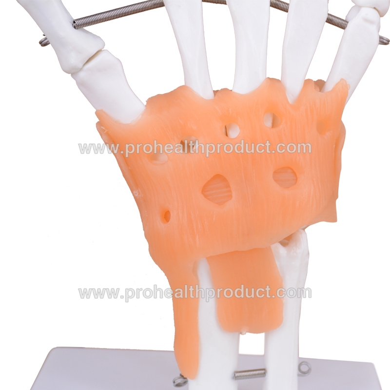 Human Hand Joint Model with Ligaments, Flexible 1:1 Scientific Life ...