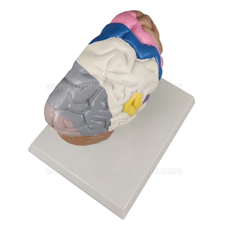 Half Brain Model, Colored Sensory and Motor Areas | Shopee Philippines