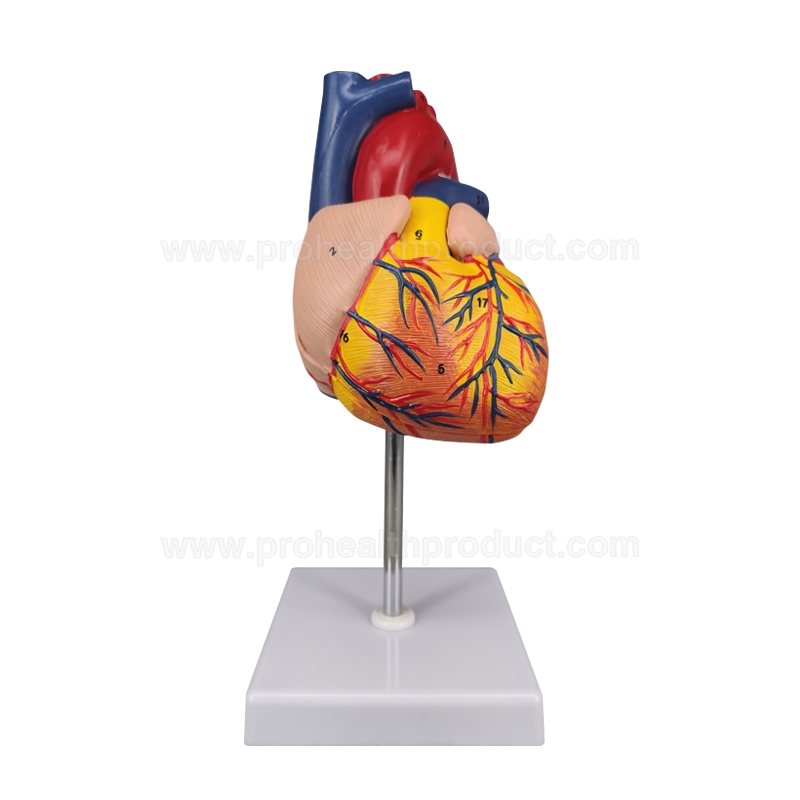 Medical Education Human Heart Anatomical Model | Shopee Philippines