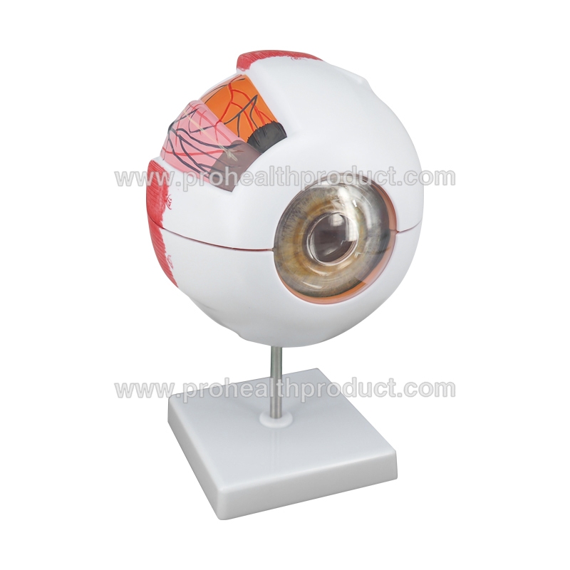 6X Enlarged Human Eye Model, Anatomical Eyeball for Education, High ...