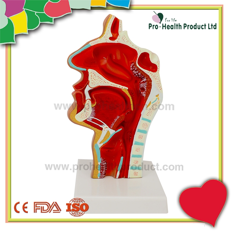 Pathological model of Oropharynx | Shopee Philippines