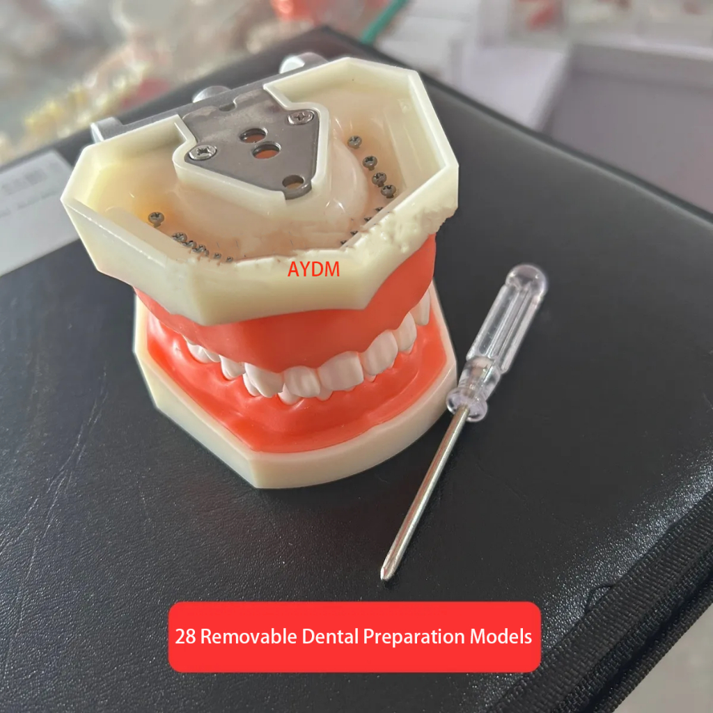 Dental resin dental mold oral practice isolated teeth model model ...