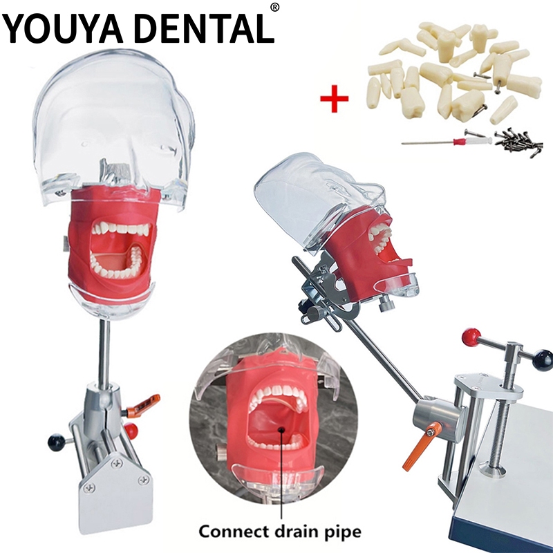 Dental Simulator Nissin Manikin Phantom Dental Phantom Head Model with ...