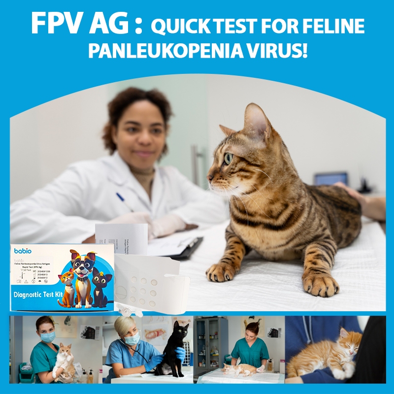 FPV antigen testing for cats Rapid Feline Panleukopenia Virus Antigen ...
