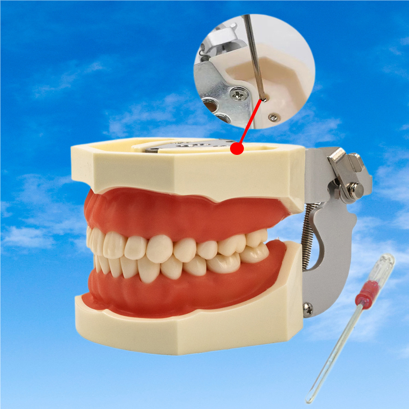 Removable Dental model Teeth model gum teeth Teaching Model Standard ...