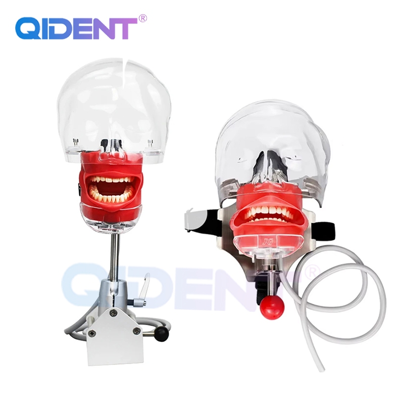 Dental Head Model Simulator Manikin Phantom Head Dental Phantom Head ...