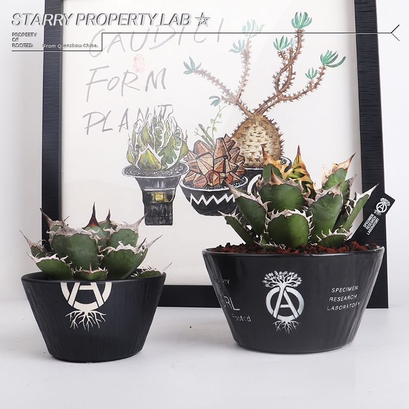 Neighborhood Ceramic Flowerpot Fujiwara Hiroshi Agave Tortoise Sheathyx ...