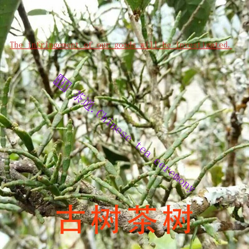 Jingmaishan 300 Years Old Tea Tree/Crab Foot Tea/Natural Growth Wild ...