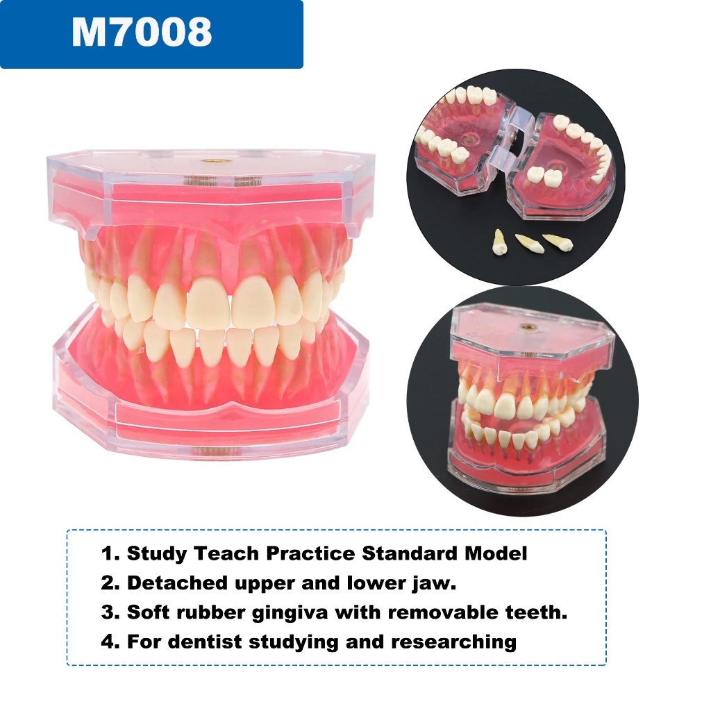 Dental Model With Removable Teeth Jaw Typodont Soft Gum Adult Standard ...