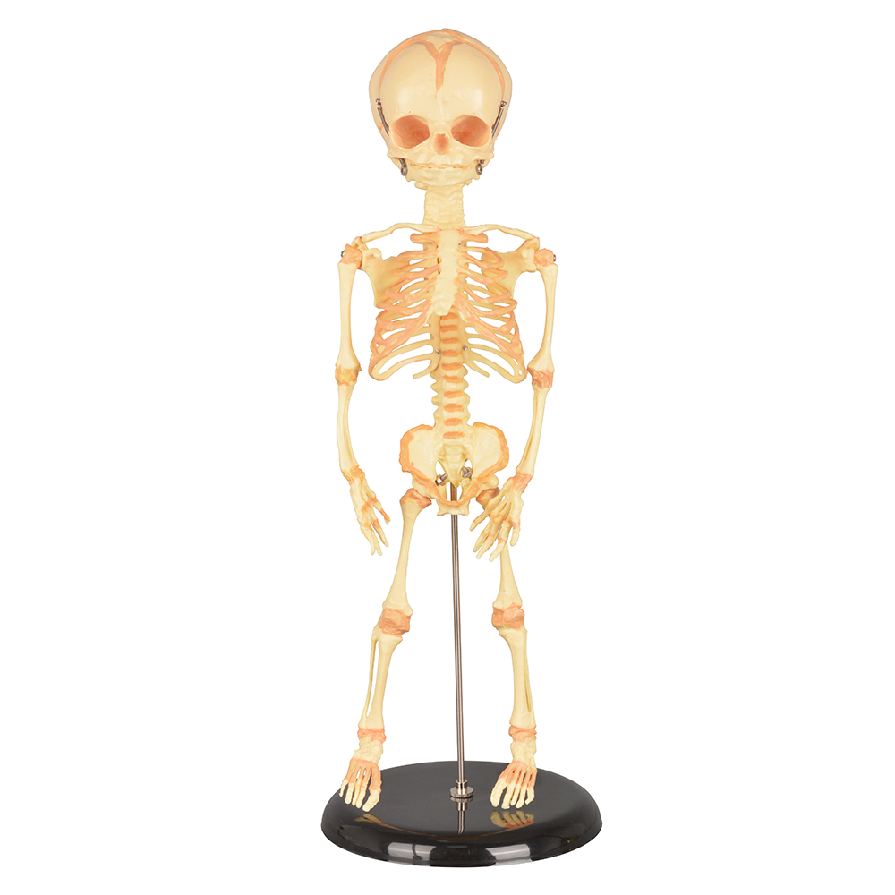 Human infant skeleton model for eduction | Shopee Philippines