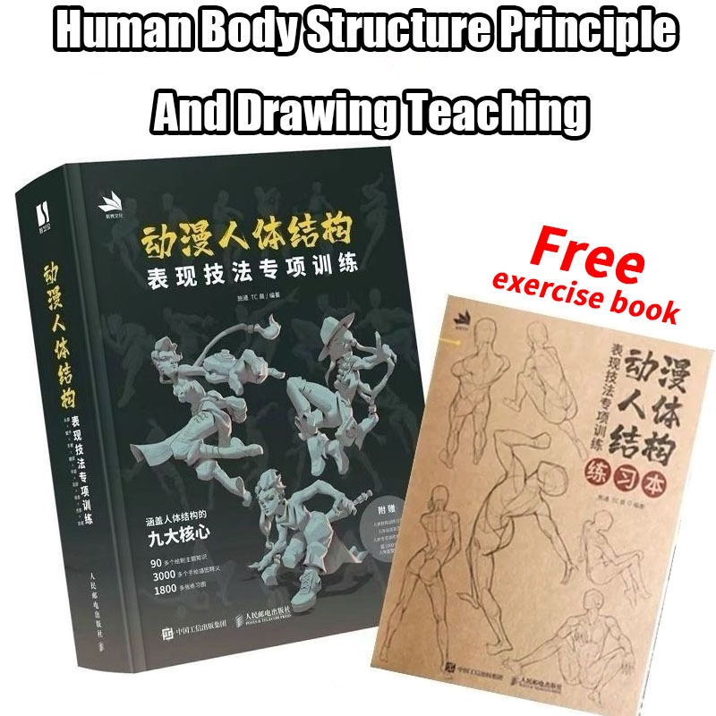 Human Body Structure Principle And Drawing Teaching Human Body