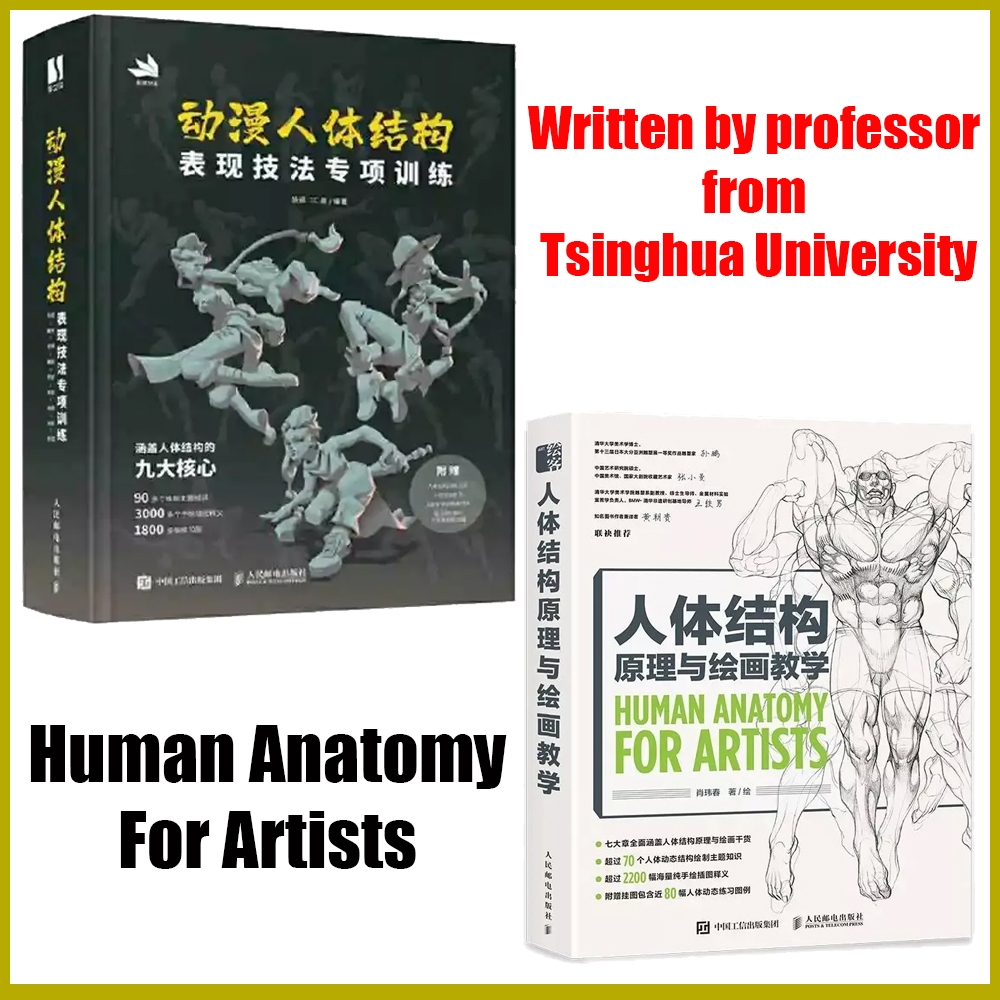 Human Body Structure Principle And Drawing Teaching Human Body