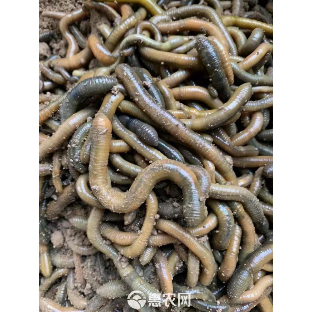 Capture giant earthworm Electric worm-catching device Ground Dragon ...