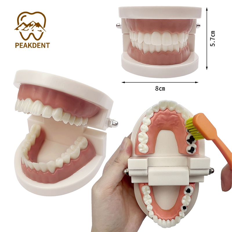Standard Dental Model Teeth Teaching Model Plastic Teeth Model For ...