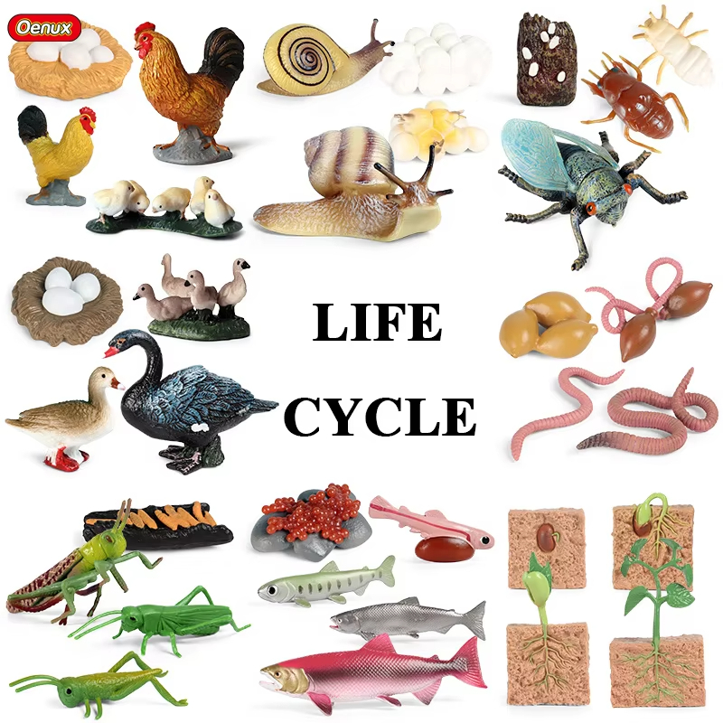 Simulation Luna Moth Salmon Butterfly Ants Life Cycle Animals Model ...