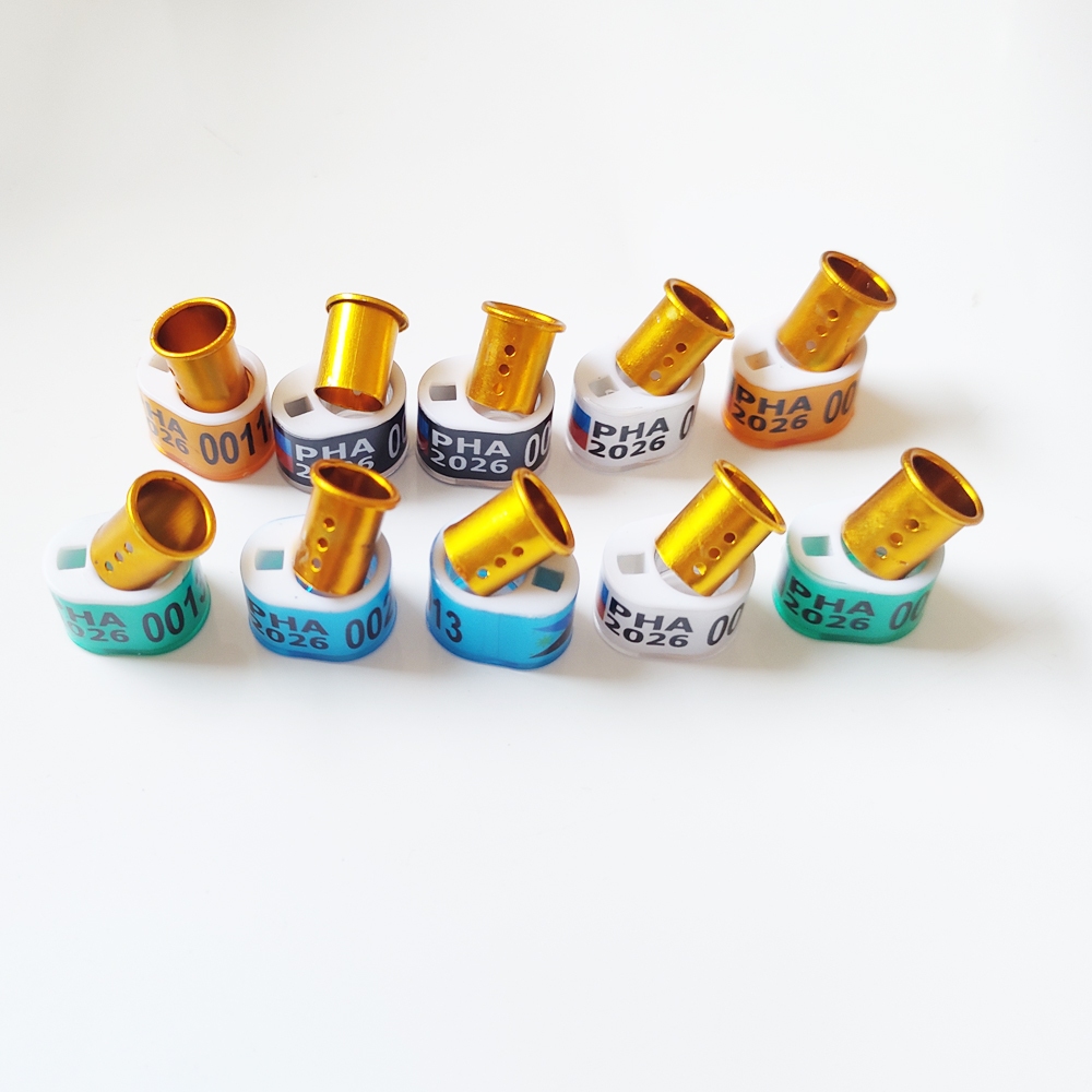 2026 PHA Oval Pigeon Ring with Inner Ring 20/10 Sets Singsing Kalapati ...