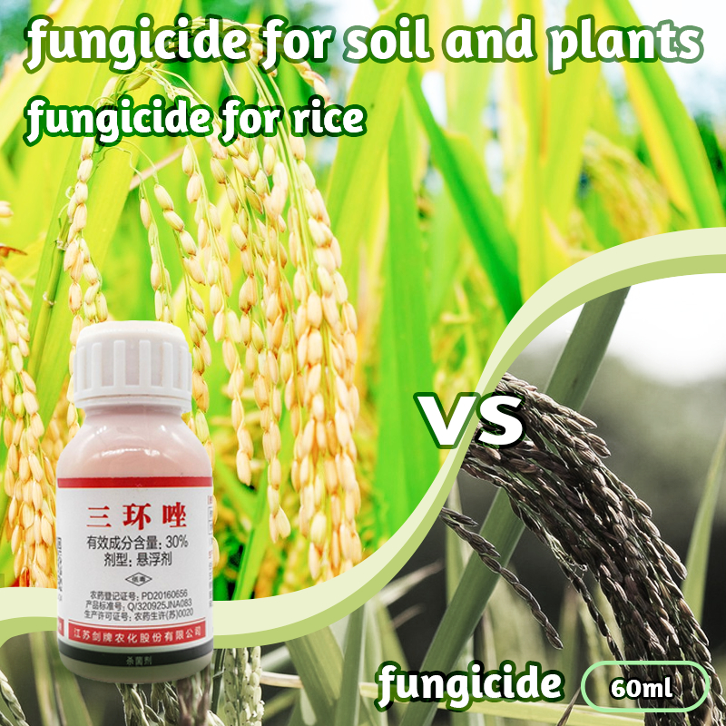 Rice blast killer Tricyclazole (30%) 60ml Rice fungicide | Shopee ...