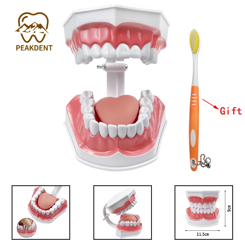 Dental model 2 times oral model dental children brushing teaching ...