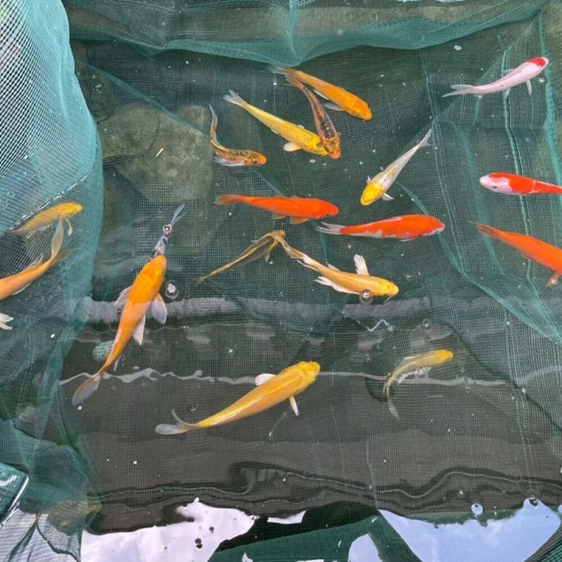 【24H ship】10 Mesh Nylon Fish Net Fishing Net Cage for Small Fish ...