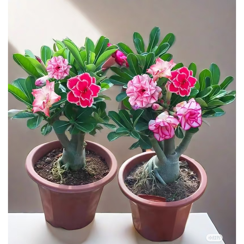 [Free Delivery]100% Legit Adenium Double Petal Seeds Plus Freebie High ...