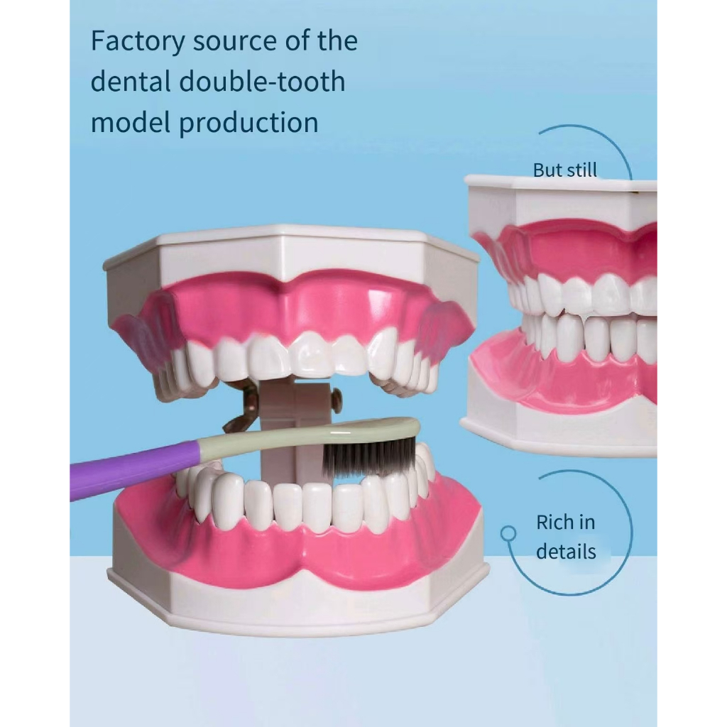 2x Dental Teaching Model Dental Teaching Model Denture Model 2x Teeth ...