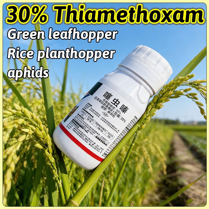 Thiamethoxam 100g Systemic Insecticide Miticide for Rice Controls ...