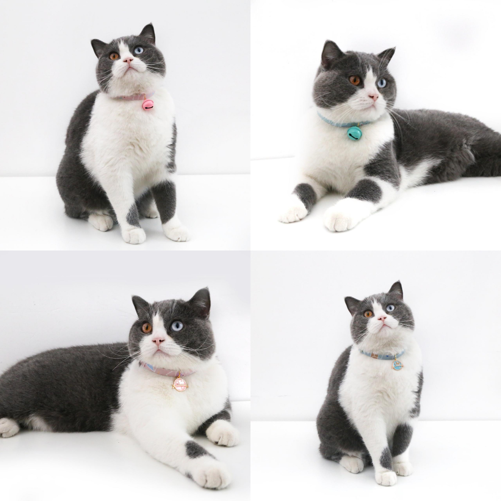Pet Cat Dog pet collar fashion accessories Kucing Adjustable Geometric ...
