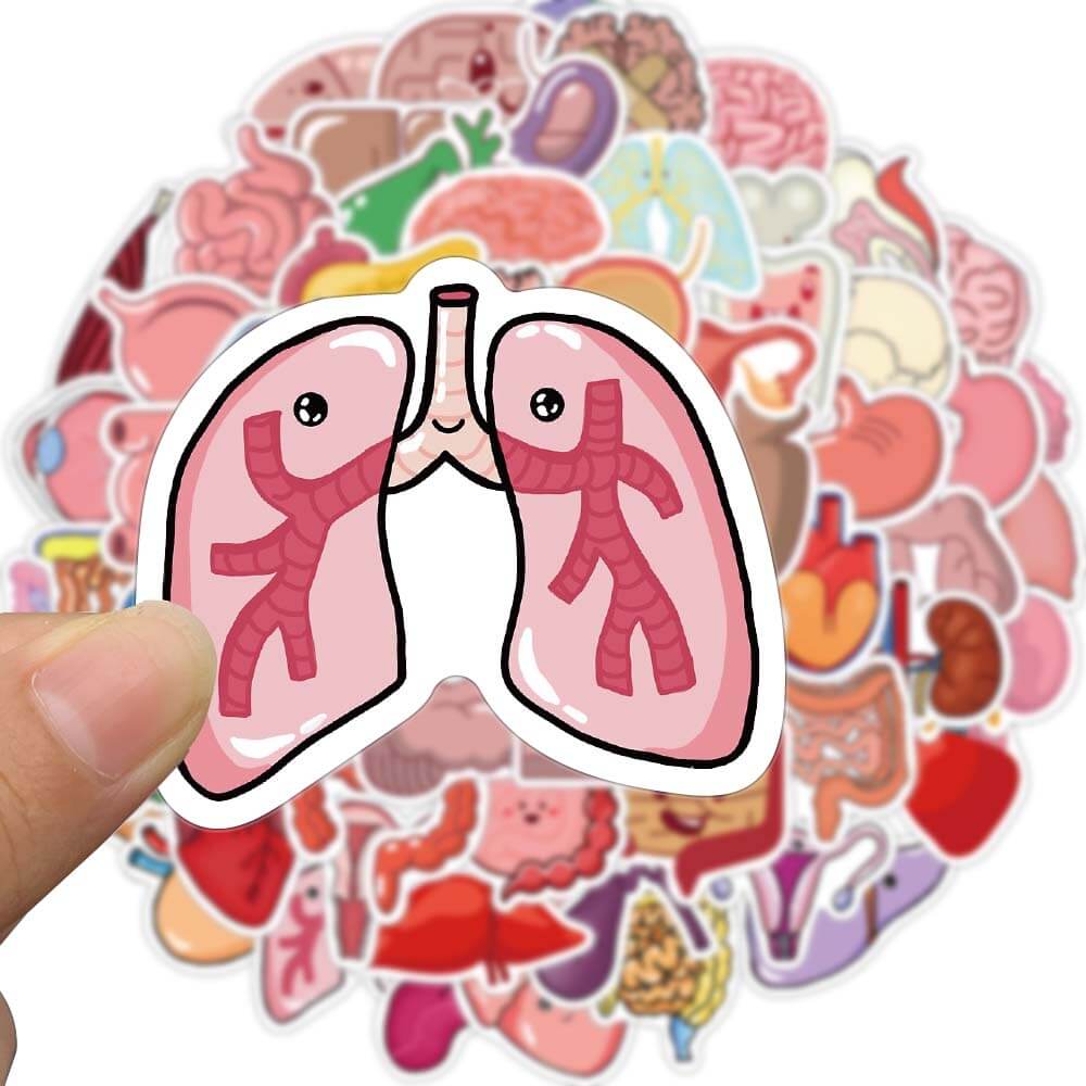 [Large stickers]65PCS Cartoon Human Organ Stickers Cute Medical Anatomy ...