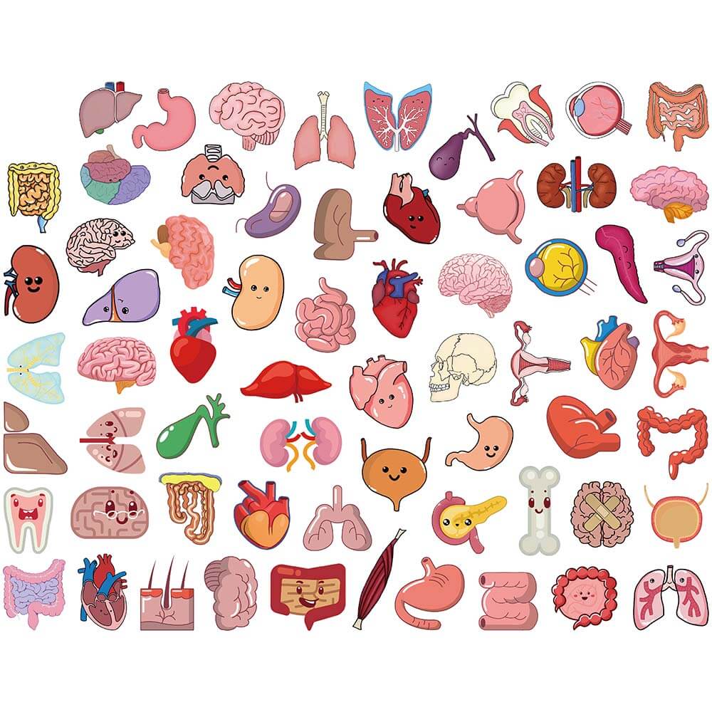 [Large stickers]65PCS Cartoon Human Organ Stickers Cute Medical Anatomy ...