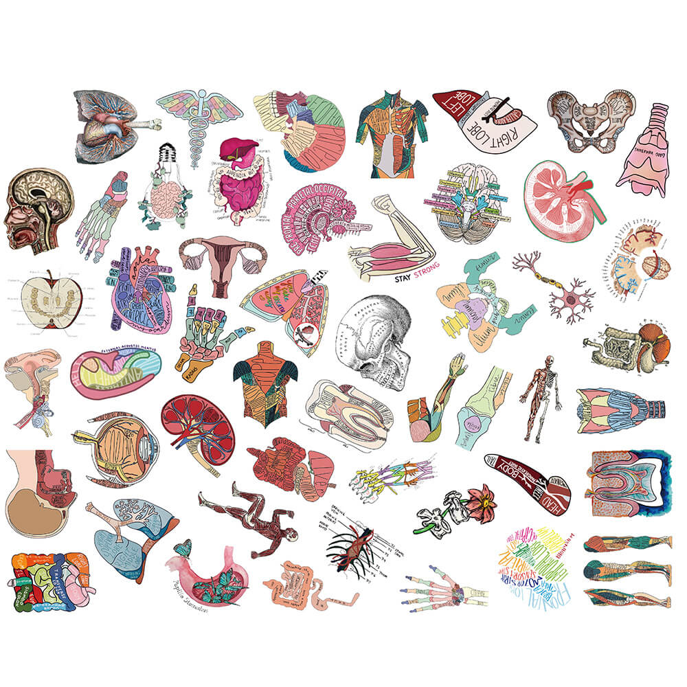 [Large Sticker]50Pcs Anatomy Stickers Human Body Organ Anatomy Map ...