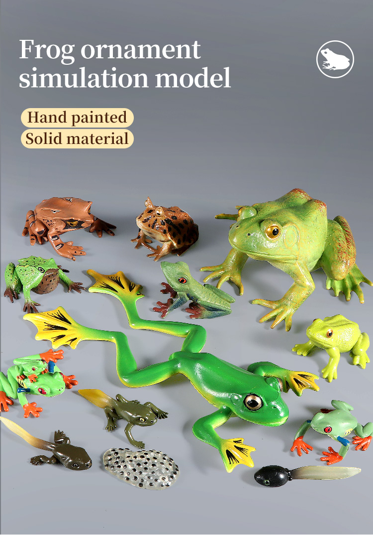 Wild Animals Bullfrog Model Solid Simulation Tadpole Hatch Frog Growth ...