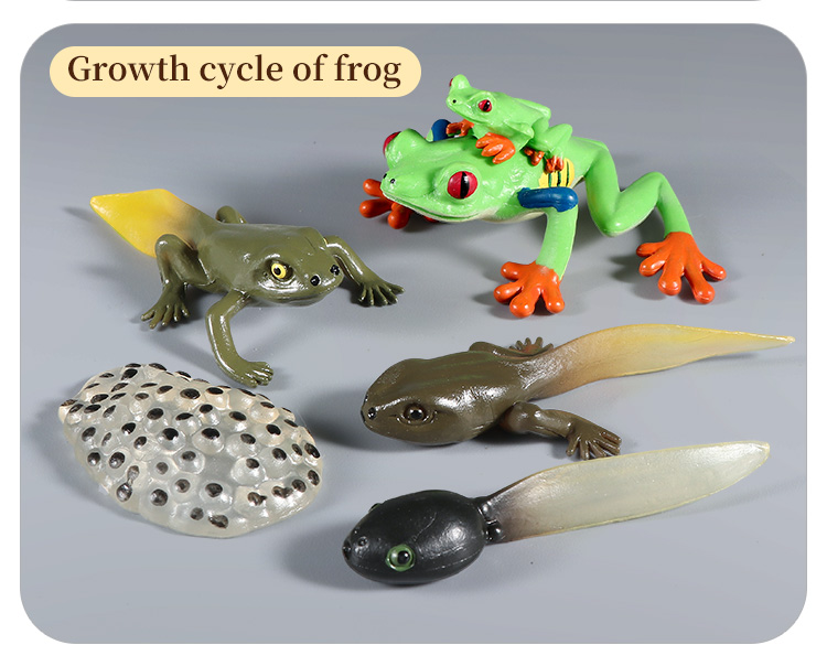 Wild Animals Bullfrog Model Solid Simulation Tadpole Hatch Frog Growth ...