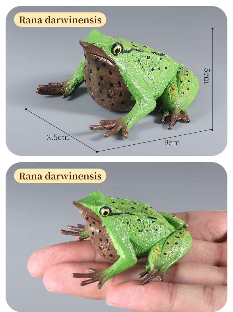 Wild Animals Bullfrog Model Solid Simulation Tadpole Hatch Frog Growth ...