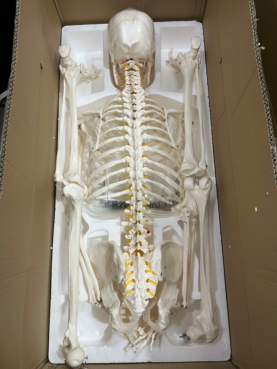 180CM Human Skeleton Model 180CM Life Size Clear Bone Texture Include ...