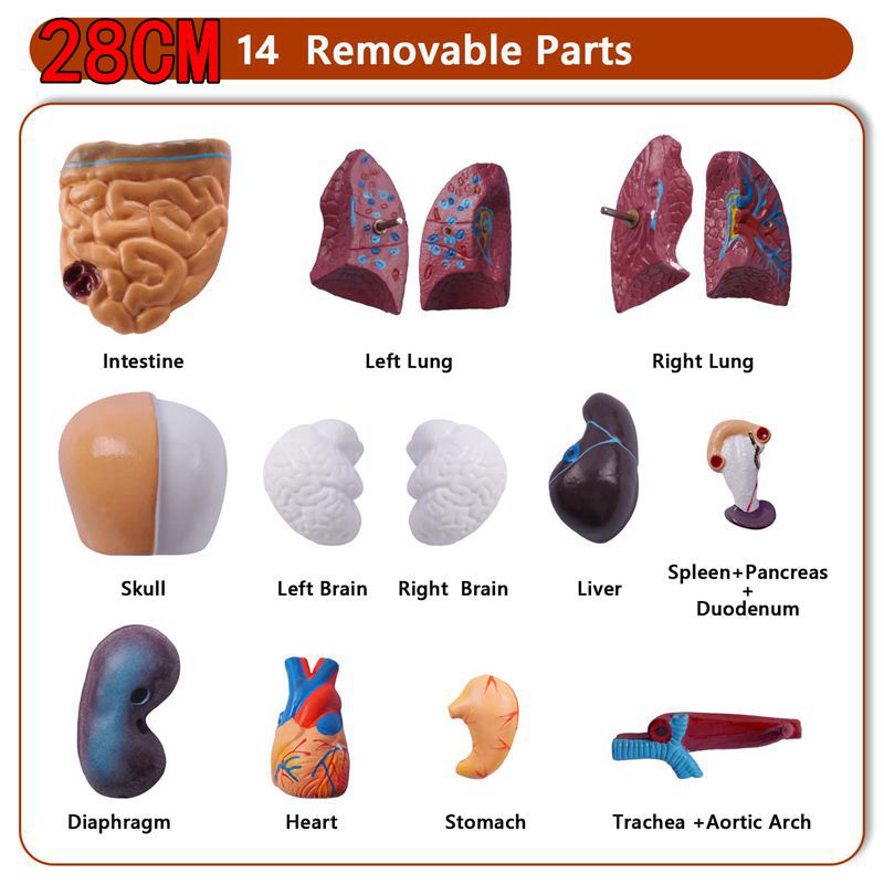 Human Anatomical Model | Shopee Philippines