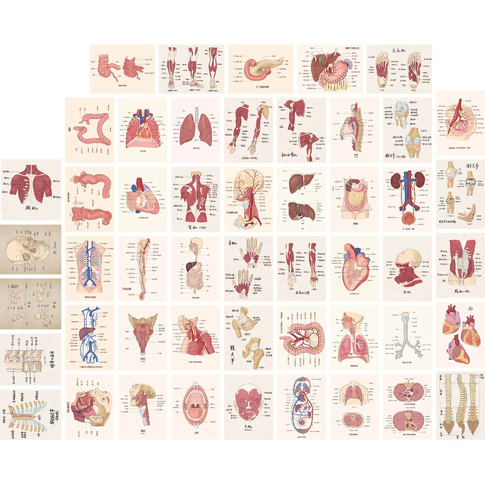 [Large Stickers]50Pcs Human Body Organ Stickers Waterproof Sticker ...
