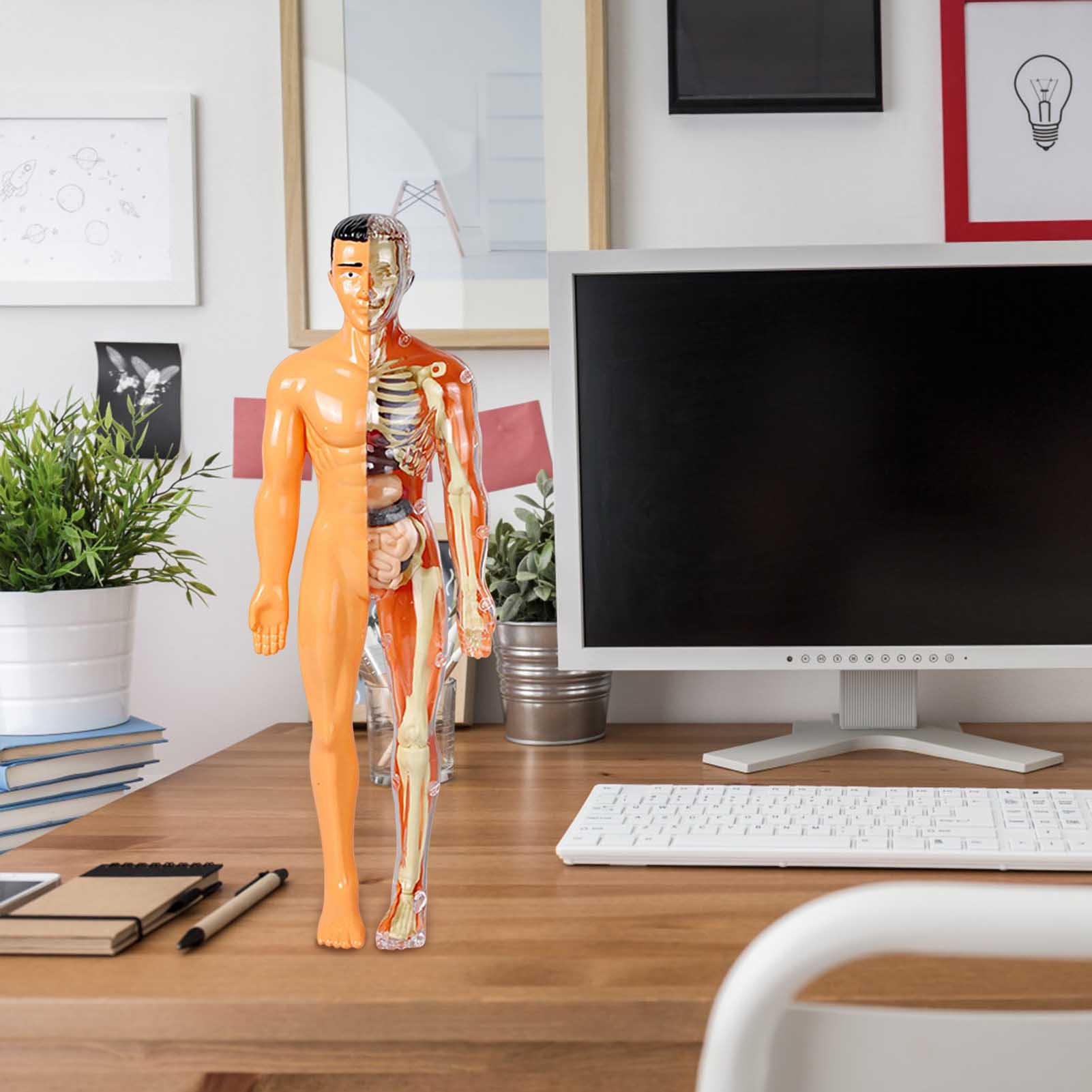 [Ready stock]3D Human Body Organ Skeleton Model Toys Montessori ...