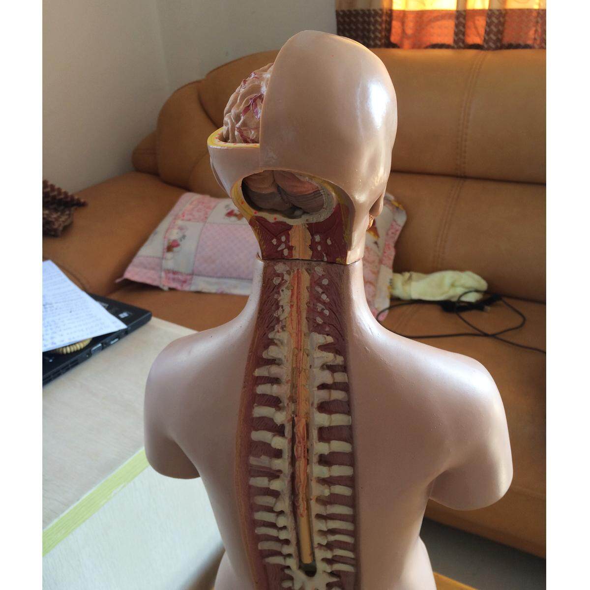 Human Body Anatomy Model Unisex Torso Assembly Visceral Anatomical ...