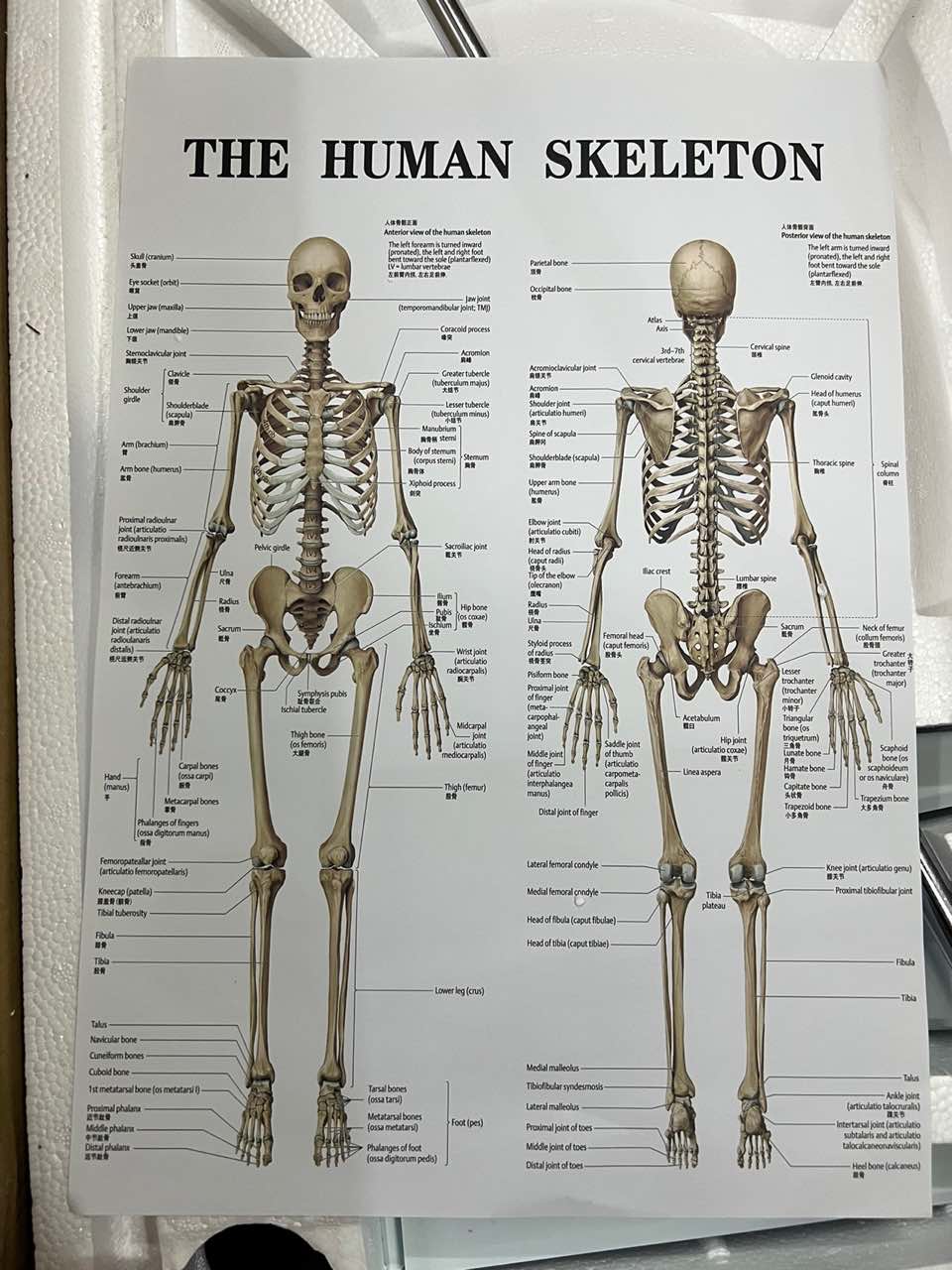 Timiben 180cm Human Skeleton Model Life Size Heavy Duty Clear Bone ...