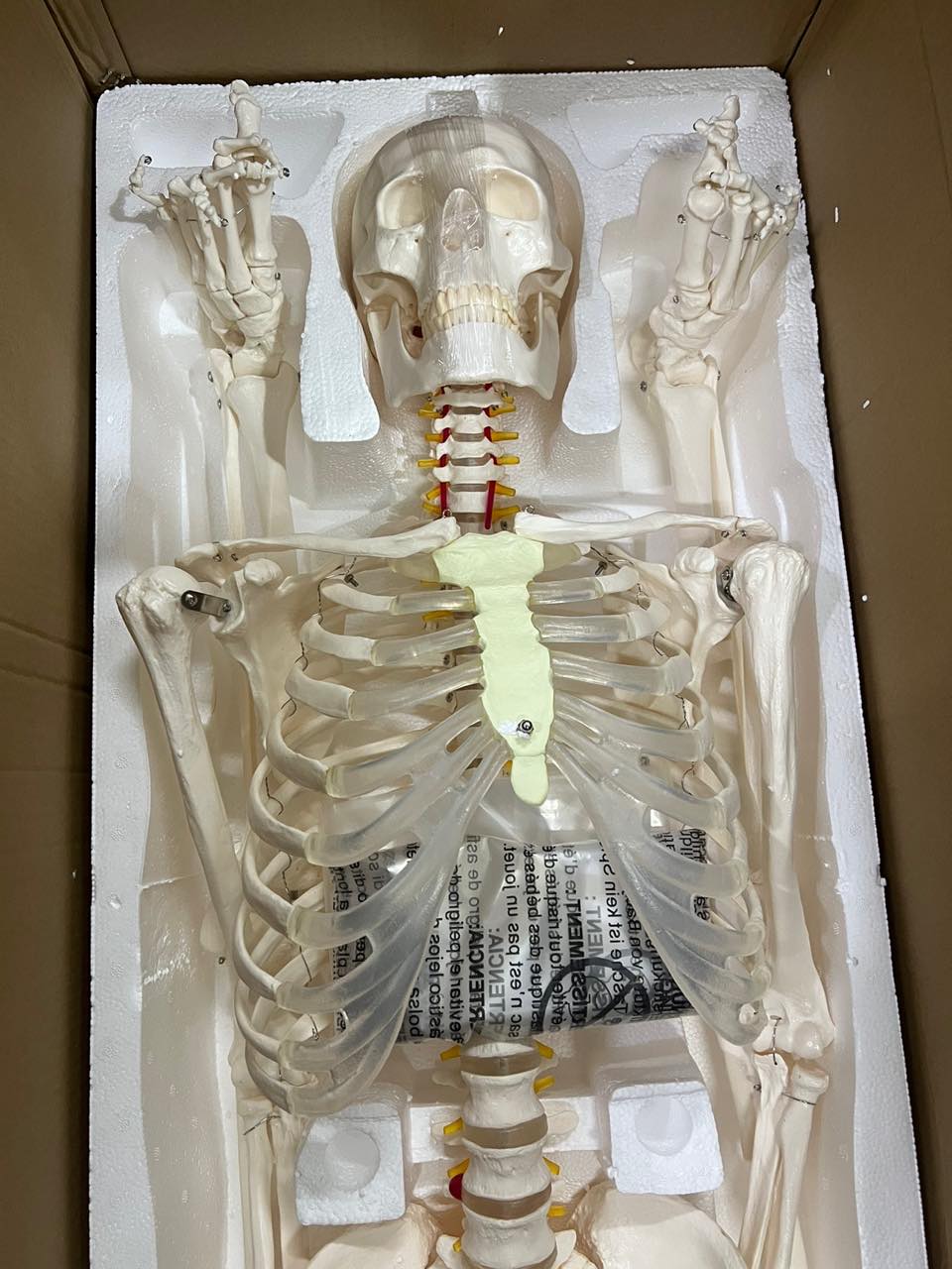 Timiben 180cm Human Skeleton Model Life Size Heavy Duty Clear Bone ...
