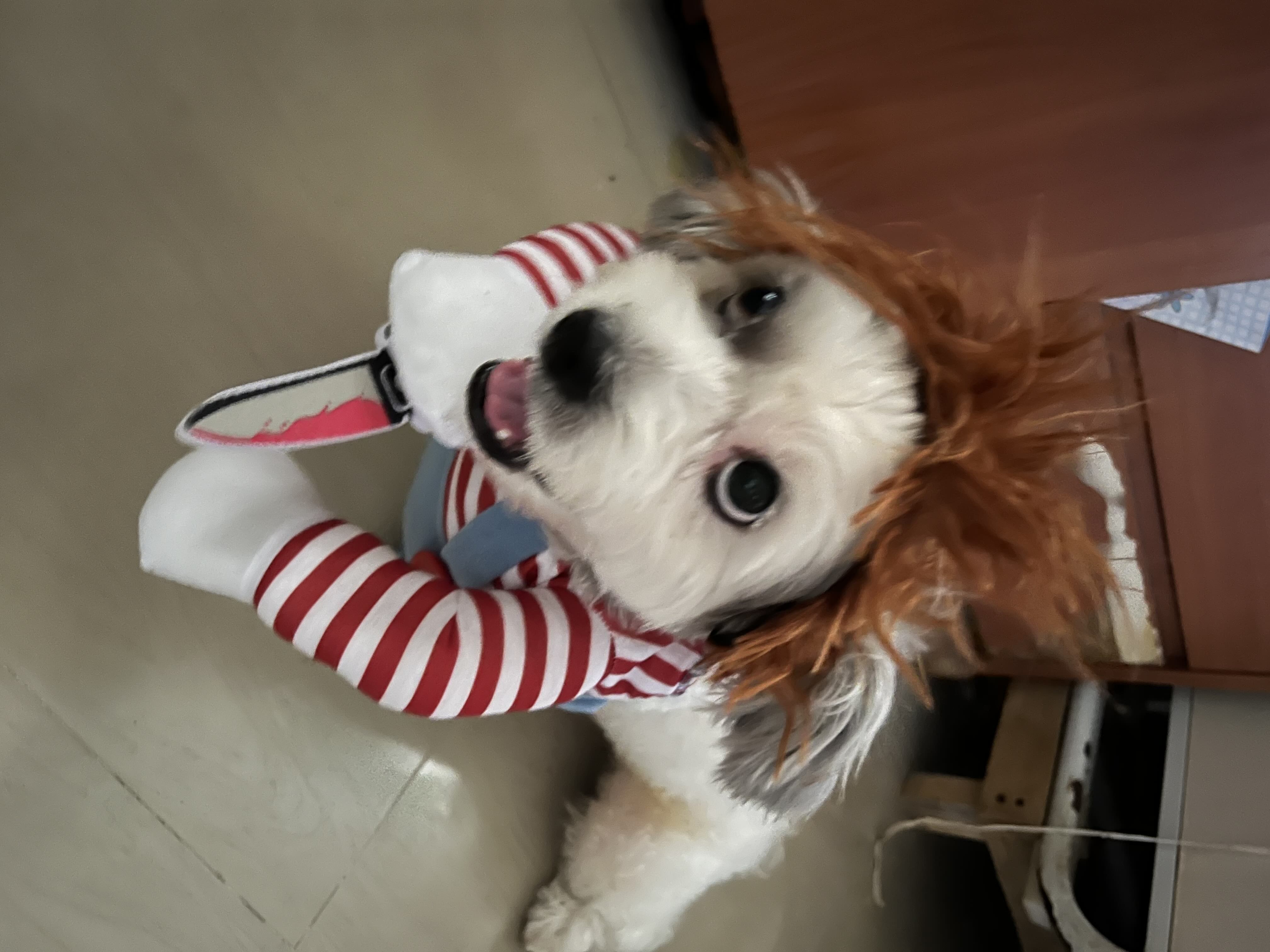 AIWO Kill Doll Funny Dog Clothes Cat Chucky Costume Halloween Party ...
