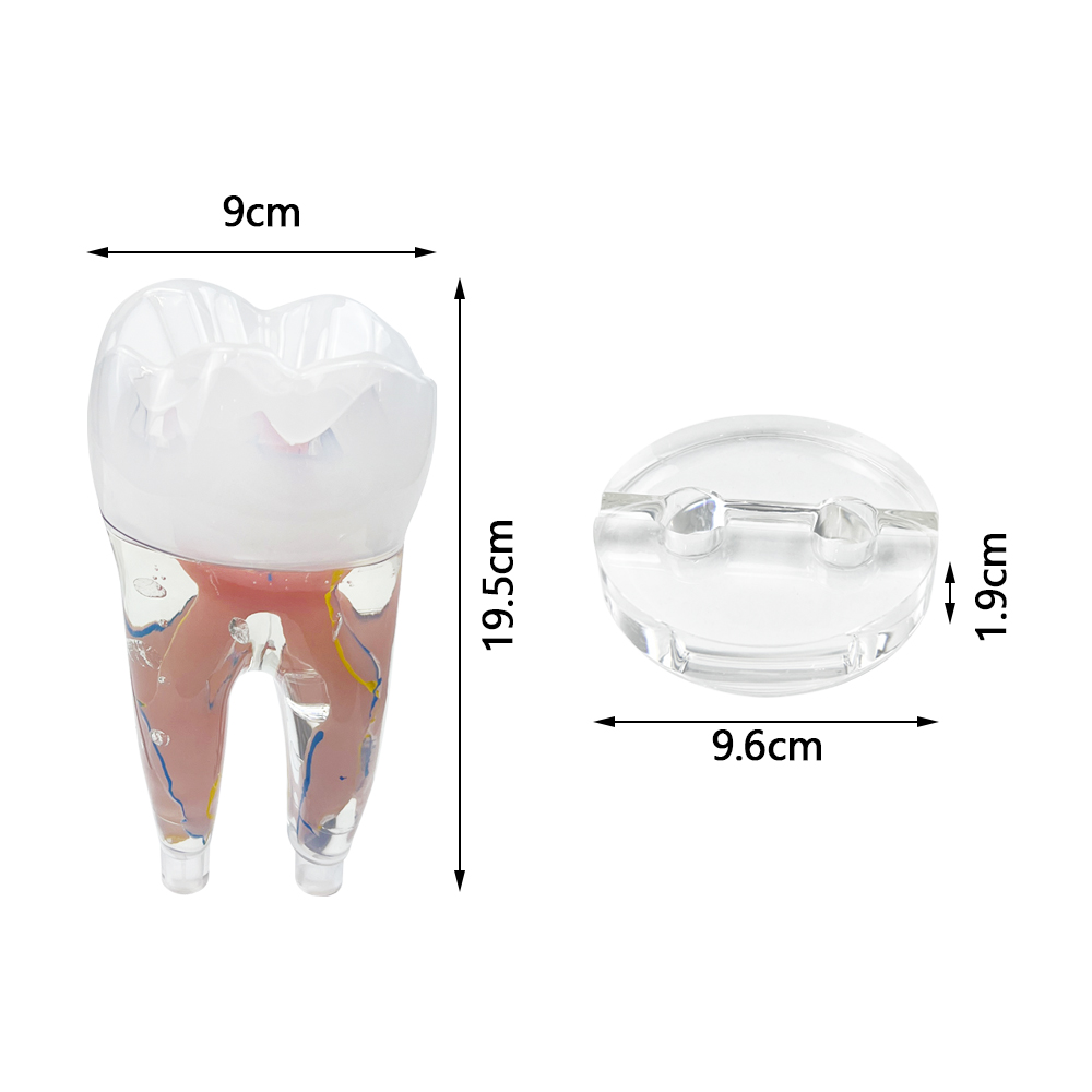 10 Times Endodontic Dental Model Detachable Teeth Model Large Clear ...