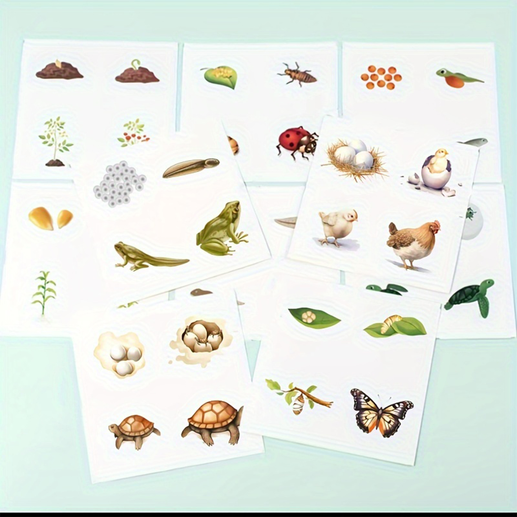 Montessori Life Cycle Board Learning Set, Biological Science ...