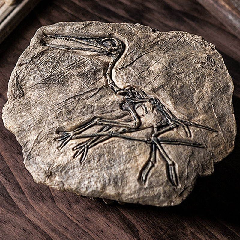 Dinosaur Fossil Sculpture Home Decoration And Display Nordic Living ...