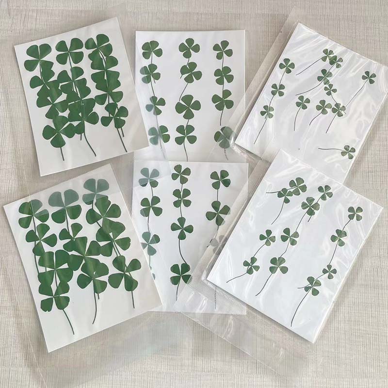 12PCS/Lot,Real Natural Dried Pressed Flowers Lucky Four Leaf Clover ...